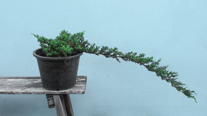 Juniper Juniperus Tree in a Black Plastic Pot Stock Image - Image of ...