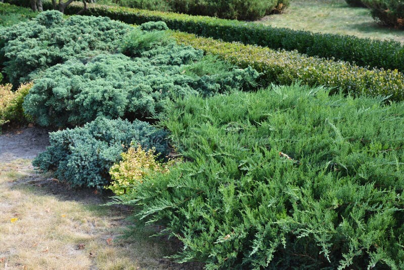 Juniper Landspace Design with Different Species of Juniper Shrubs Stock ...