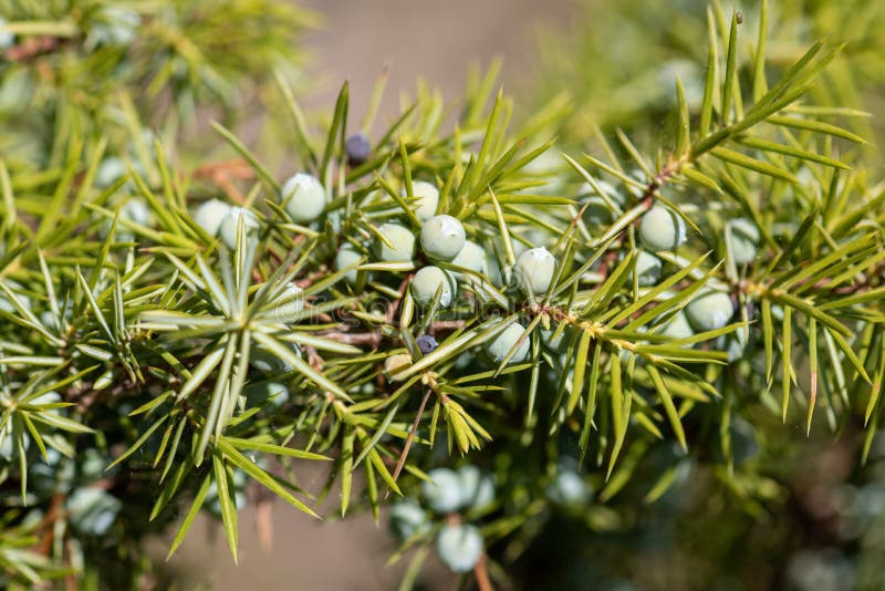 Juniper with Medicinal Plant - Juniperus Communis Stock Photo - Image ...