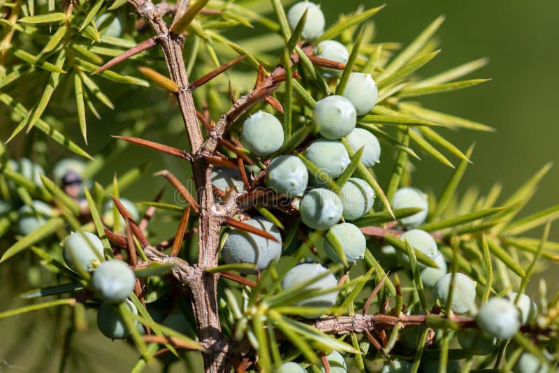 Juniper with Medicinal Plant - Juniperus Communis Stock Image - Image ...