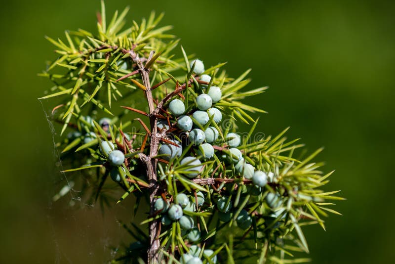 Juniper with Medicinal Plant - Juniperus Communis Stock Photo - Image ...