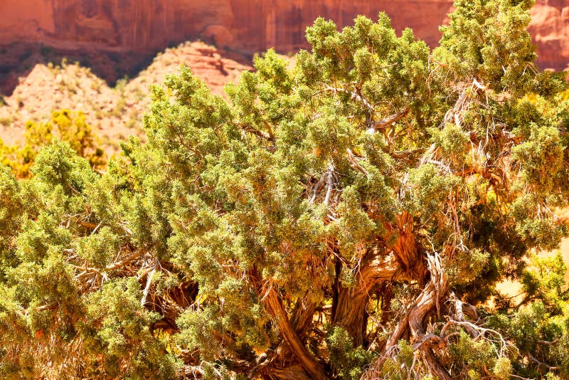 Juniper in Monument Valley stock image. Image of plateau - 59038025