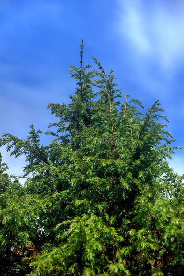 Juniper. Needles. Forest. stock image. Image of close - 90846639