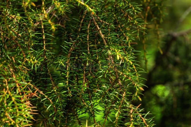 Juniper. Needles. Forest. stock image. Image of macro - 90846721