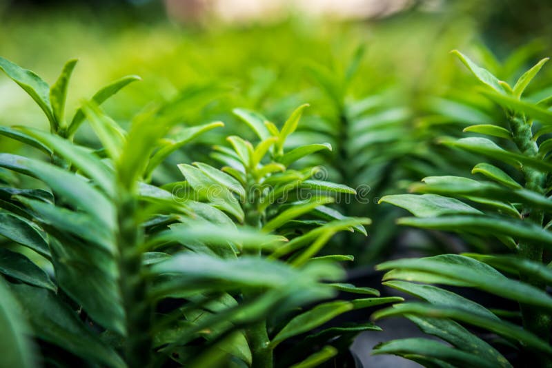The Juniper Needles in the Garden Shop Stock Image - Image of bush ...