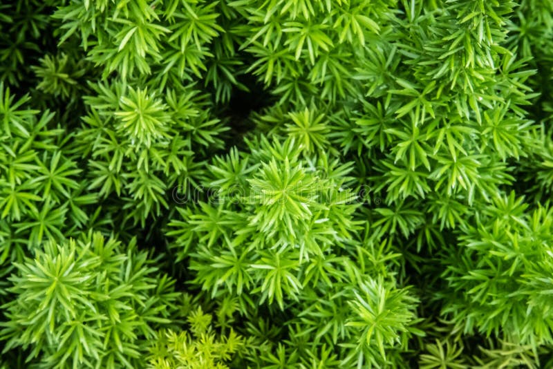 The Juniper Needles in the Garden Shop Stock Image - Image of grass ...
