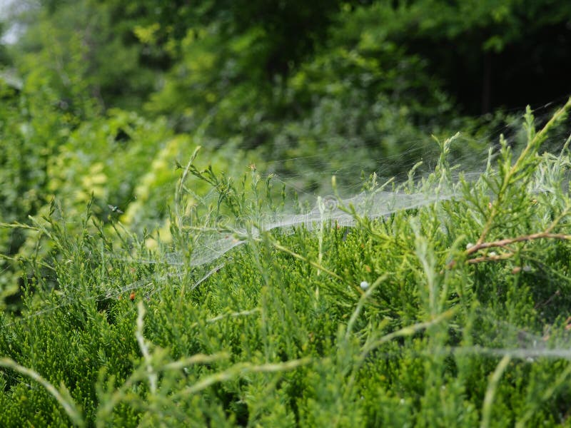 Juniper Panorama in a Web. Juniper Branches Chaotically with a ...