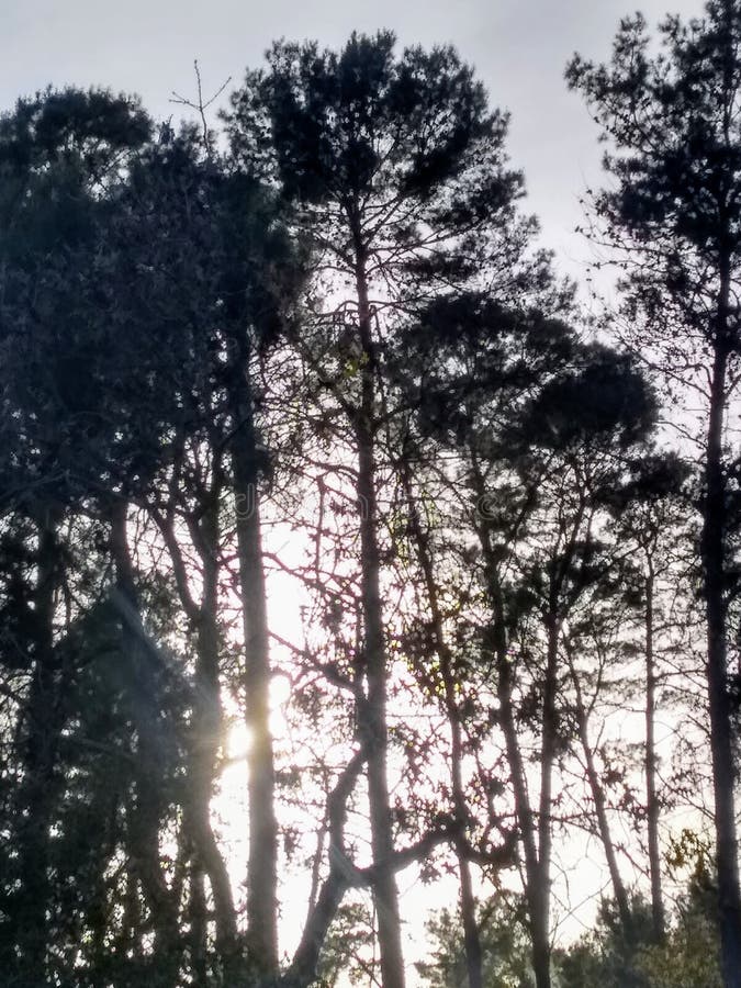 Juniper pine Forest stock image. Image of juniper, forest - 172312493