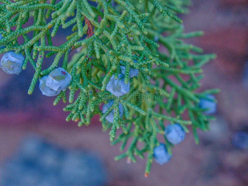 Juniper Plant Background, Closeup Stock Photo - Image of zion, color ...