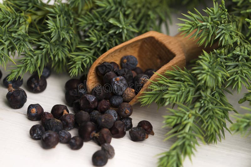 Juniper plant with berries stock image. Image of seed - 56838933