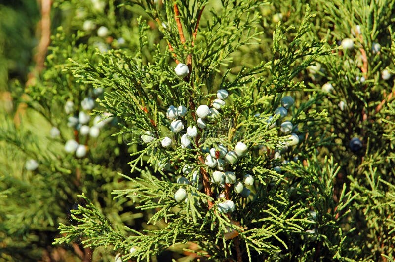 Juniper plant with fruit stock photo. Image of beautiful - 86108608