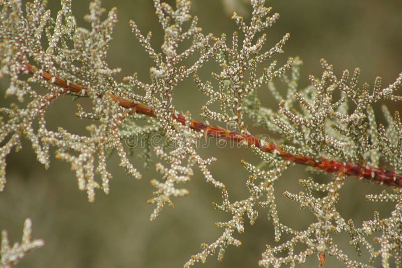 Juniper Pollen stock image. Image of reaction, spores - 13516869