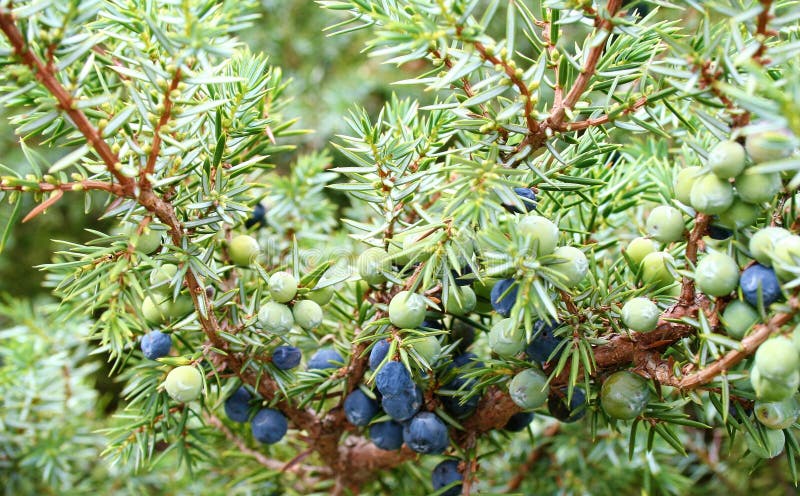 Juniper in Pollino National Park Stock Photo - Image of juniper ...