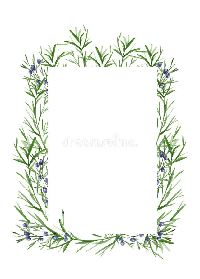 Juniper with Berries Frame Border Watercolor Stock Illustration ...