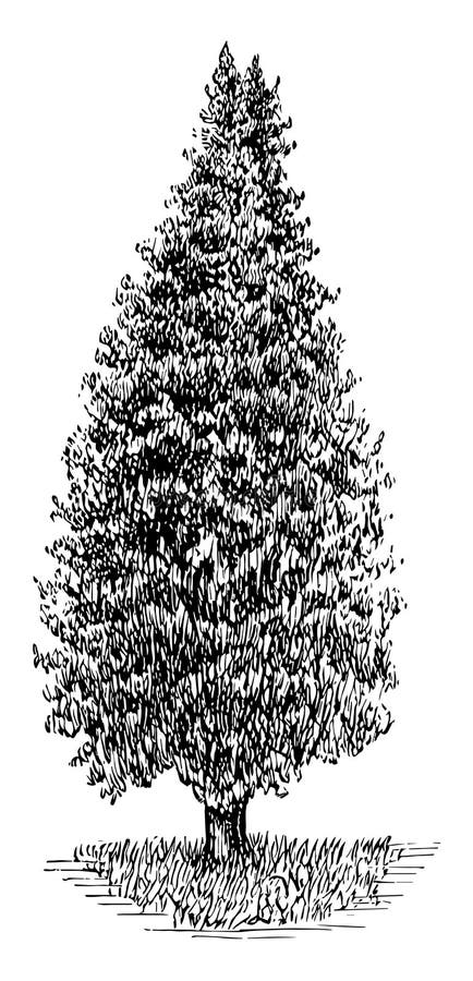Juniper in Pyramidal Form Vintage Illustration Stock Vector ...