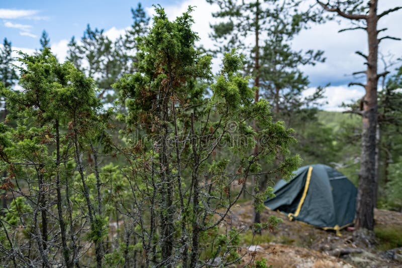 Single tent in the field stock image. Image of outdoor - 19729037