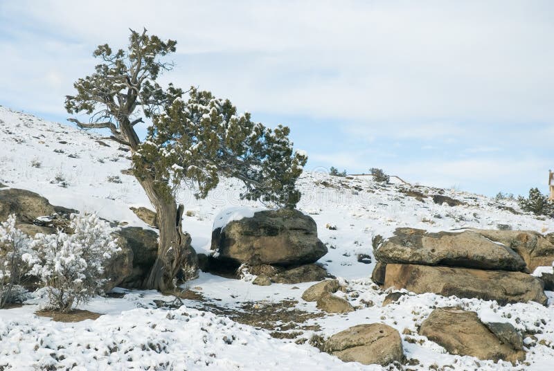 Juniper with Rocks in Snow stock image. Image of landscapes - 1742653