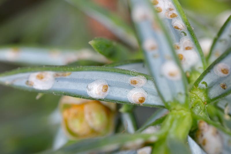 Juniper Scale Carulaspis Juniperi on Juniper Juniperus Spp. Stock Image ...