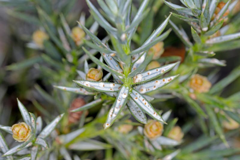 Juniper Scale Carulaspis Juniperi on Juniper Juniperus Spp. Stock Photo ...