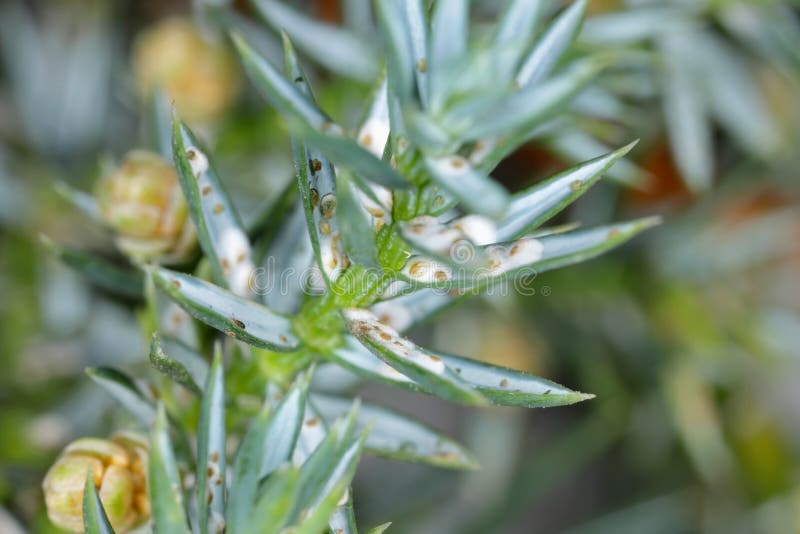 Juniper Scale Carulaspis Juniperi on Juniper Juniperus Spp. Stock Photo ...