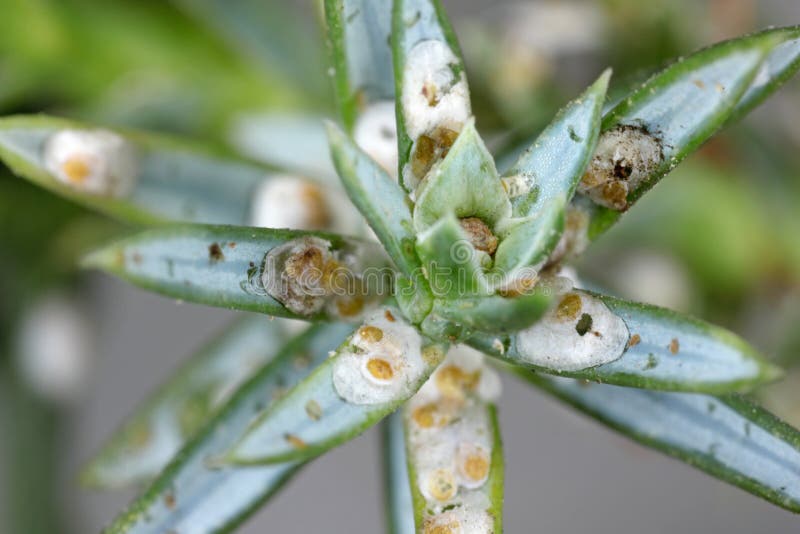 Juniper Scale Carulaspis Juniperi on Juniper Juniperus Spp. Stock Photo ...