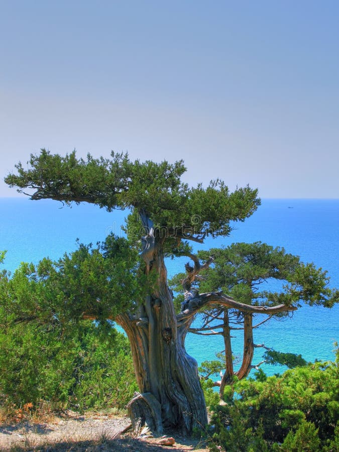 Juniper and sea stock photo. Image of nature, crimea, relax - 7522546