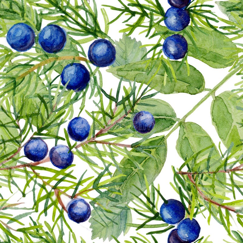 Juniper Seamless Pattern. Hand Drawn Illustration Branch with Berries ...