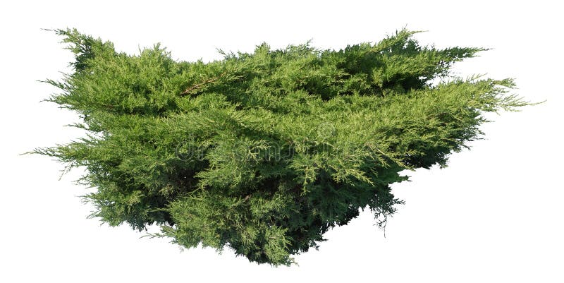 Juniper Shrub, Isolated Plant on White Background Stock Photo - Image ...