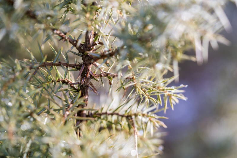Juniper shrub needles stock image. Image of scenic, background - 88439071