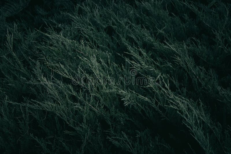 Juniper shrub texture stock photo. Image of outdoors - 272089080