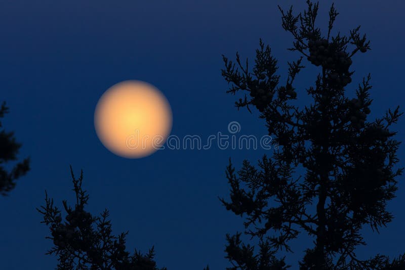 Juniper Silhouette. Full Moon. Stock Image - Image of juniper, full ...