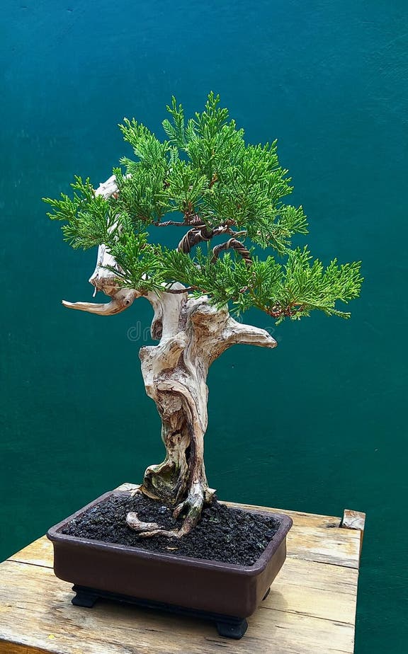 Juniper Sinensis Tanuki Bonsai Stock Image - Image of juniperus, tree ...