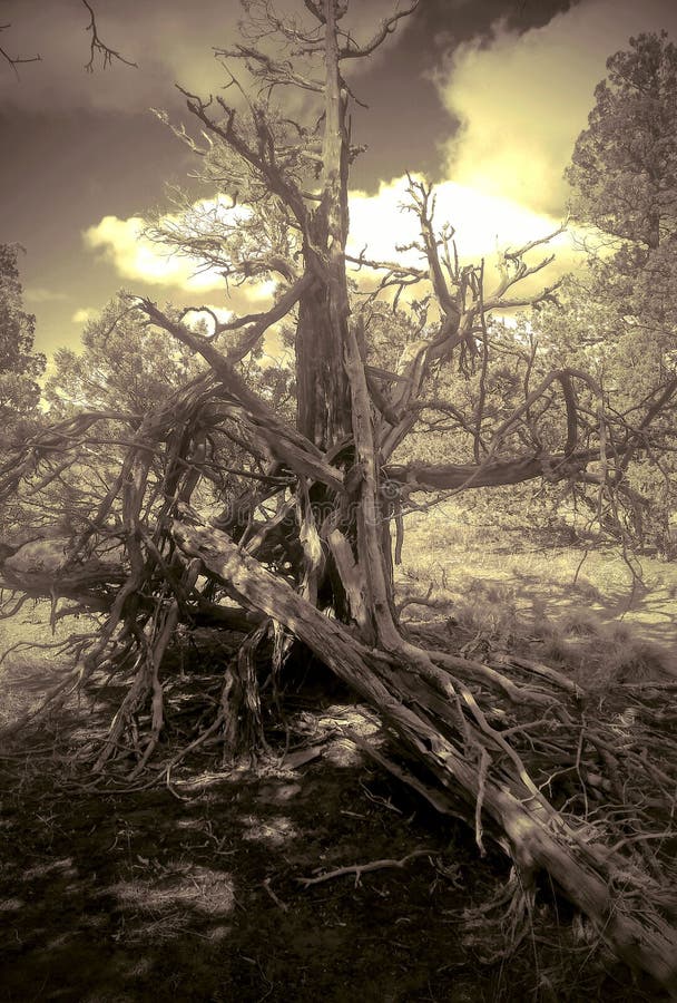 Skeleton Tree in Red-stone Dessert Stock Photo - Image of zone, area ...