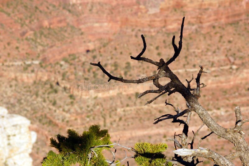 Juniper Snag, Looking North Over the Grand Canyon Stock Photo - Image ...