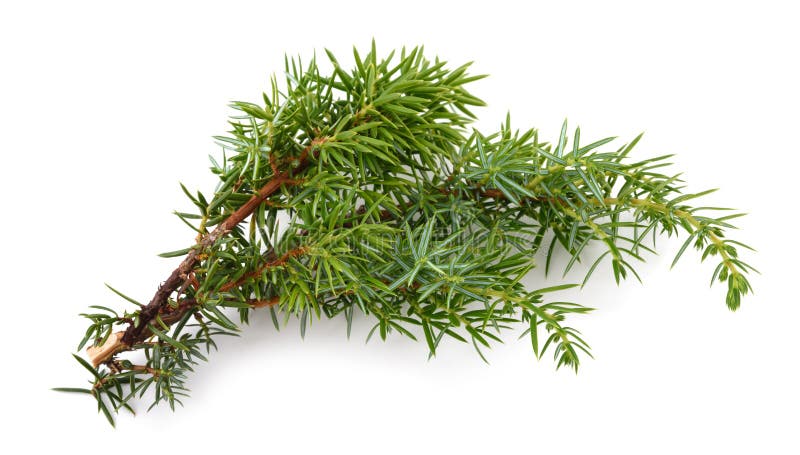 Juniper sprig isolated stock image. Image of conifer - 76461775