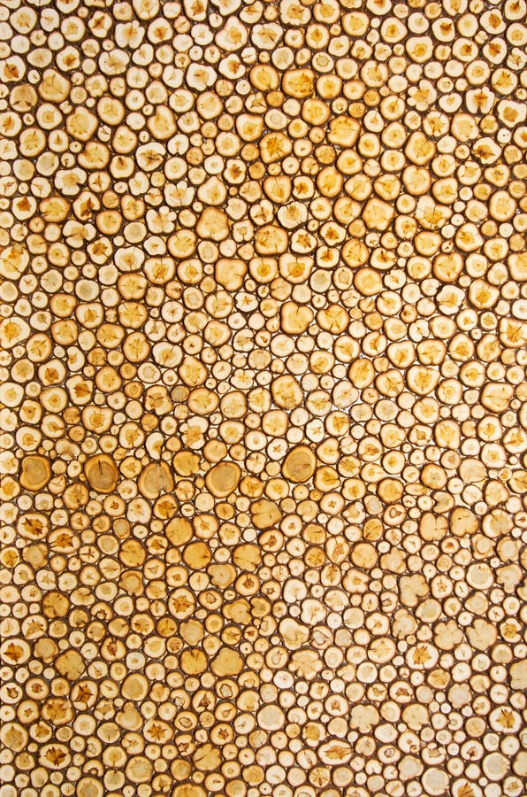 Old Wood Tree Design Juniper Background Texture Stock Photo - Image of ...