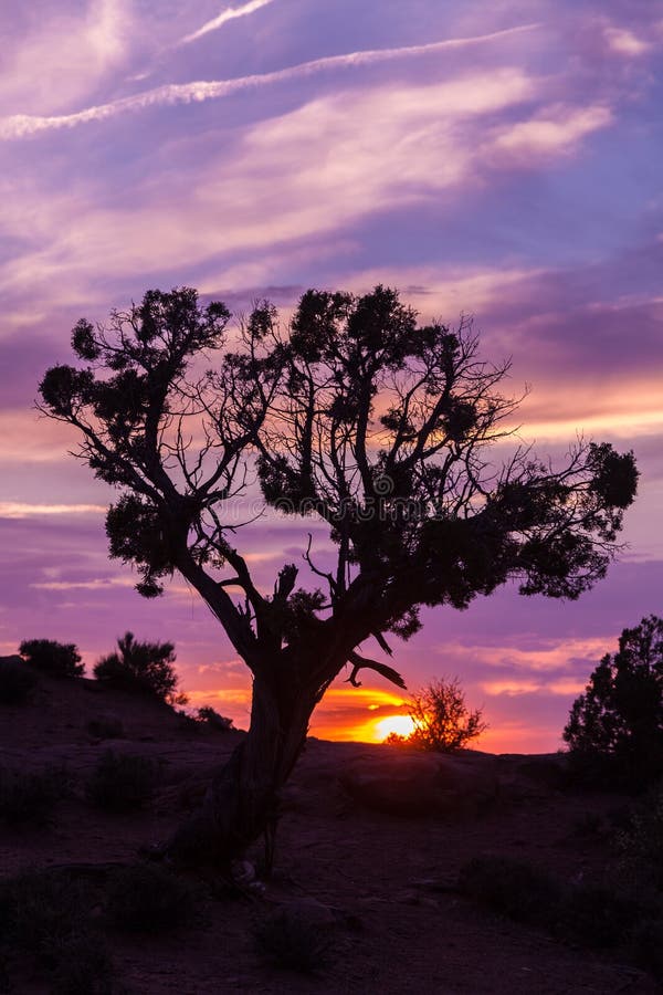 Juniper in Sunset stock photo. Image of nature, outdoors - 87376568