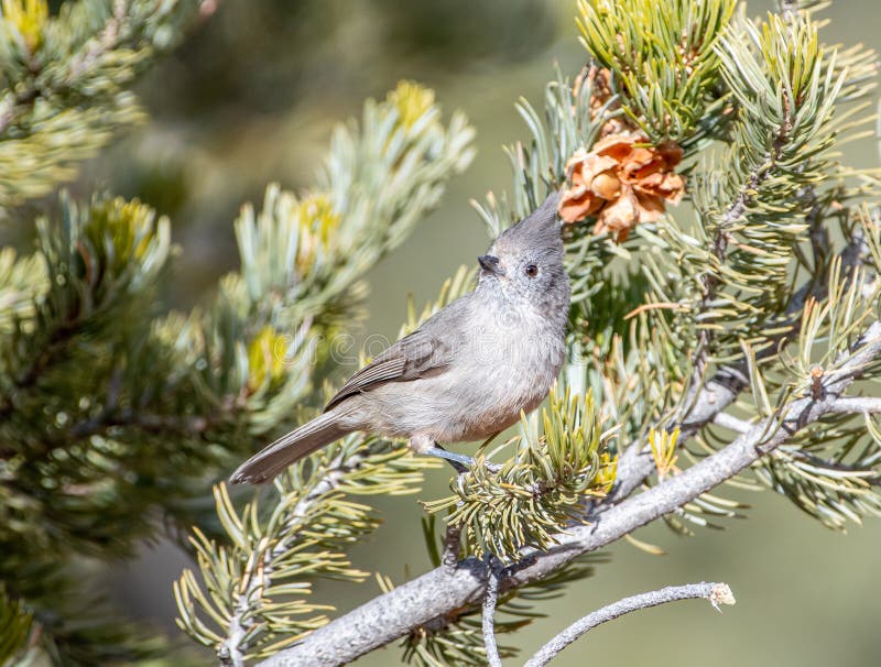 Juniper Titmouse stock photo. Image of ornithology, birds - 285454328