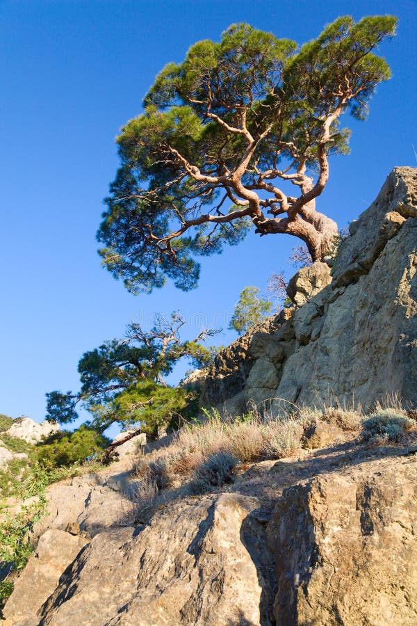 Petrified Tree, Forest of the Cedars of God, Lebanon Stock Photo ...