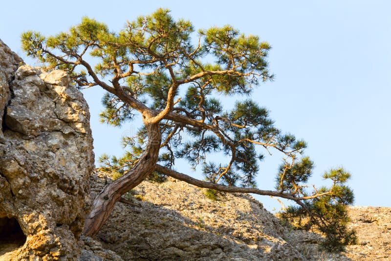 Juniper tree stock photo. Image of flora, juniper, mount - 10495792