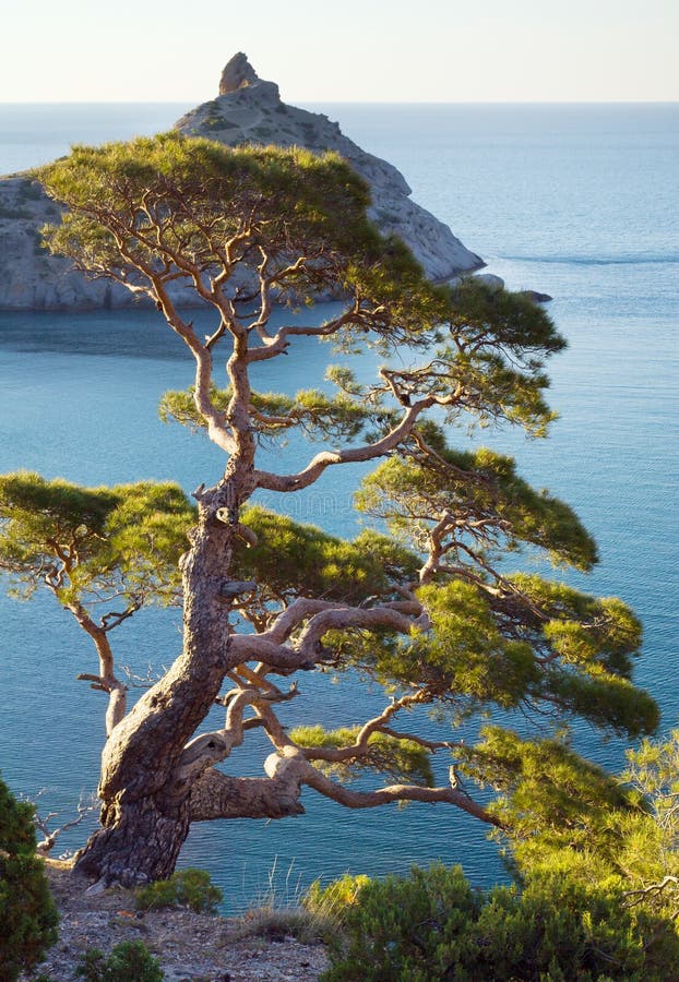 Juniper tree stock image. Image of evergreen, reserve - 10971991