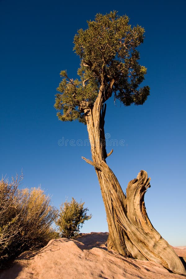 Juniper tree stock photo. Image of osteosperma, outdoors - 11728230