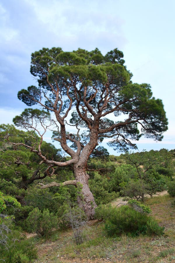 Juniper tree stock photo. Image of flora, juniper, mount - 10495792