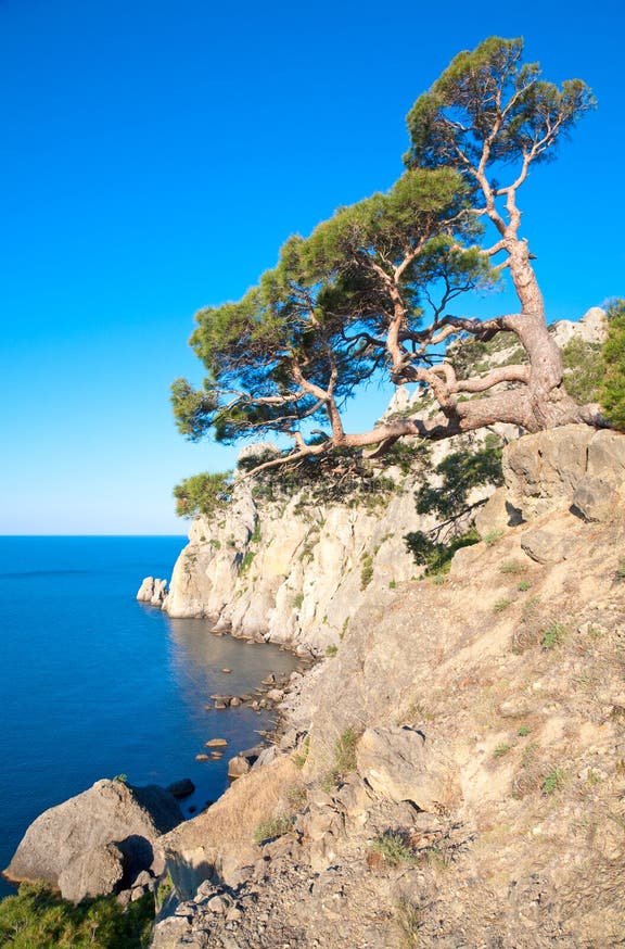 Juniper tree stock image. Image of coast, coniferous - 13705315