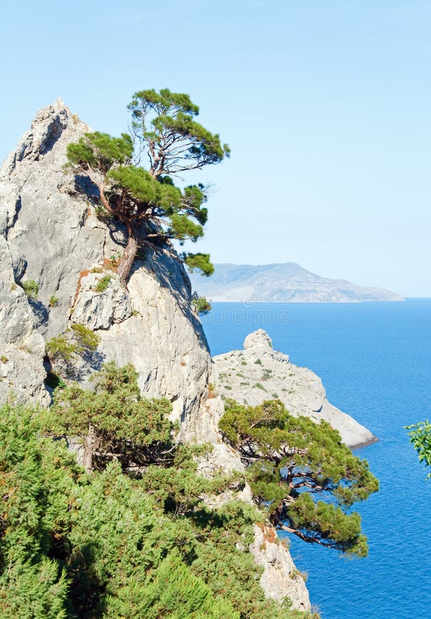 Juniper tree stock photo. Image of flora, juniper, mount - 10495792