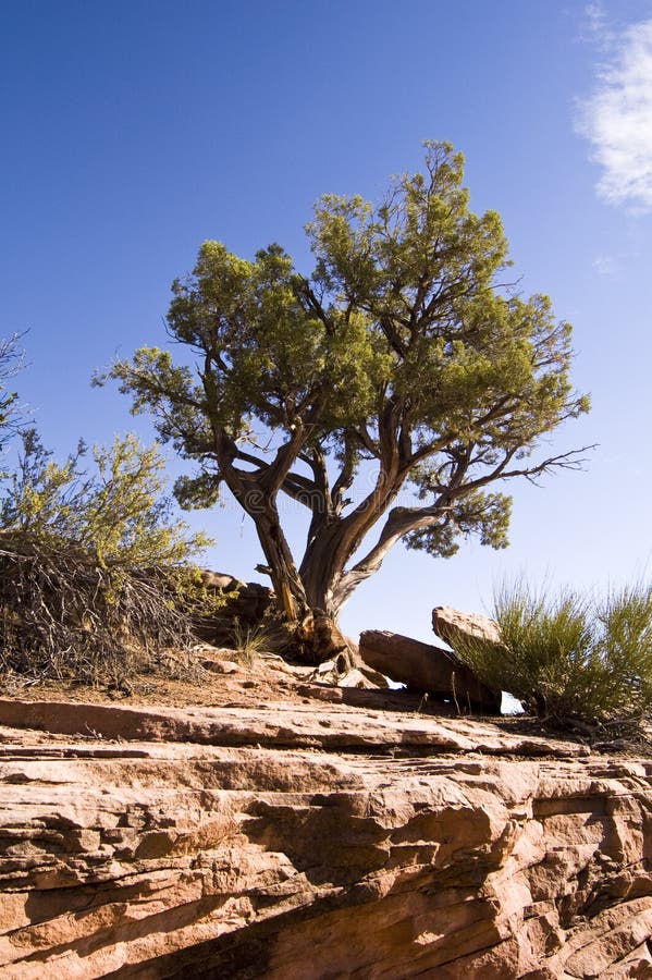 Juniper Tree stock photo. Image of plateau, arid, colorado - 15411168