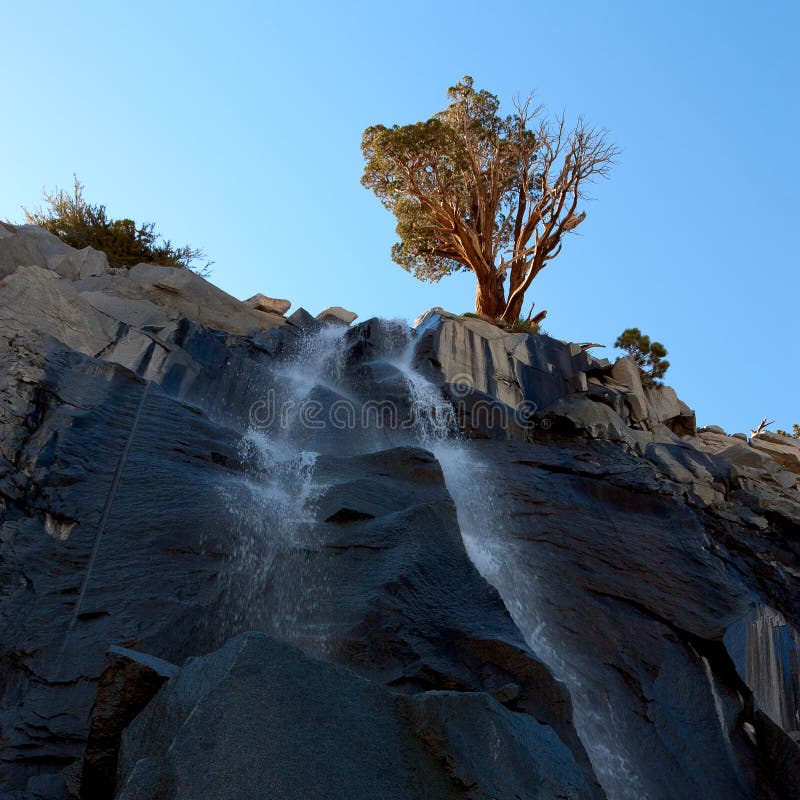 Juniper tree stock image. Image of spruce, mountain, tall - 25981283