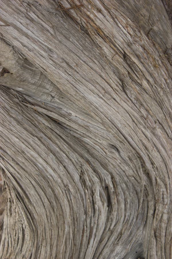 Juniper Tree Bark Texture Photo Stock Photo - Image of cracks, closeup ...