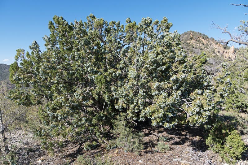 Juniper Tree with Berries stock image. Image of green - 332961253