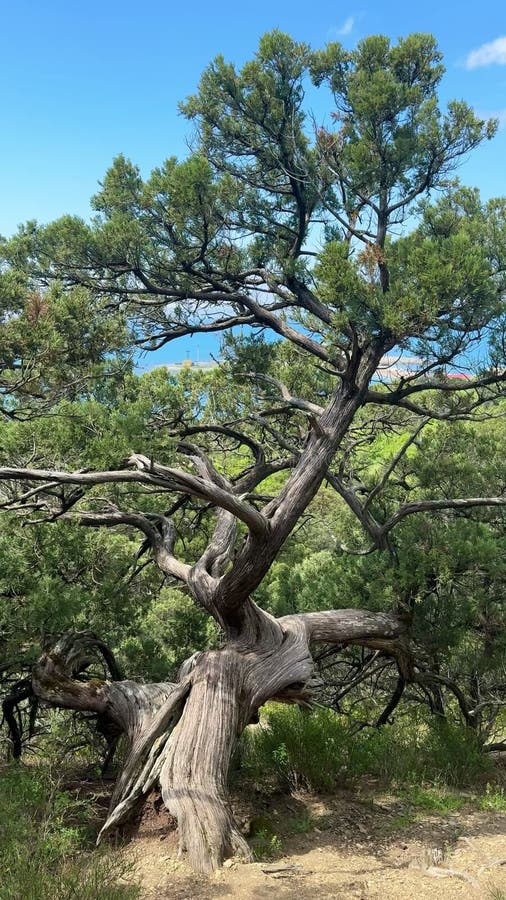 Juniper Tree of Bizarre Shape, Juniper Grove, Nature Reserve Stock ...